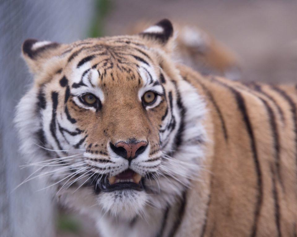 Zoo Walk Through Daily Tickets | Space Farms Zoo & Museum